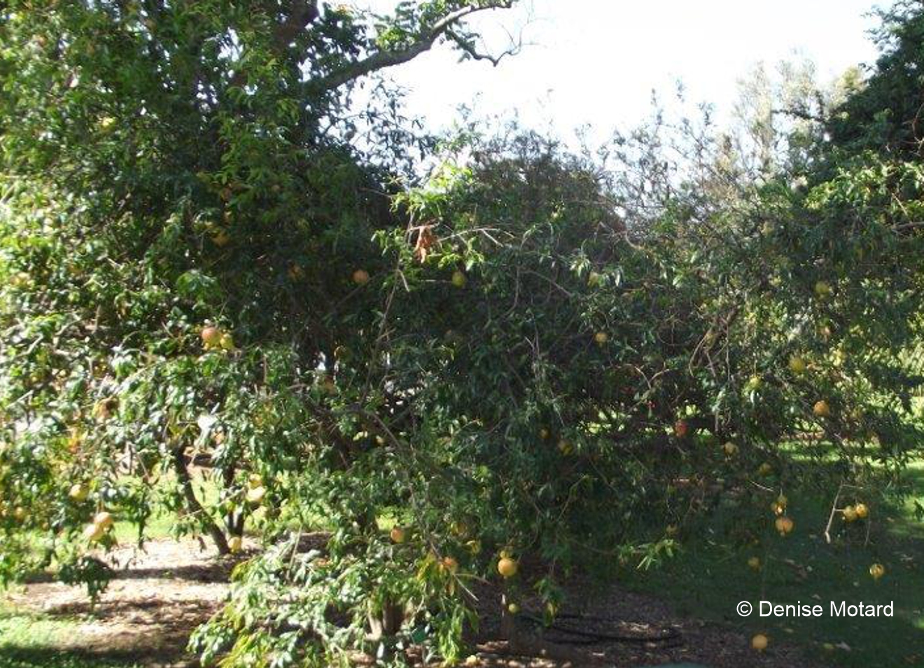 FOSTER BOTANICAL GARDEN