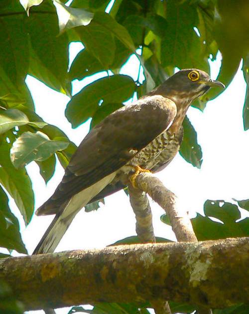 Large hawk-cuckoo | Birds of India | Bird World