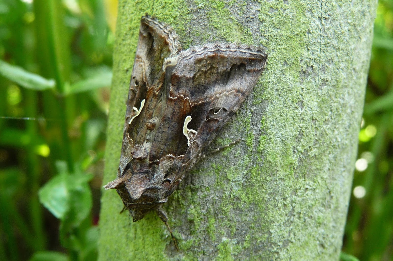 Vlinders: Autographa gamma (Gamma-uil)