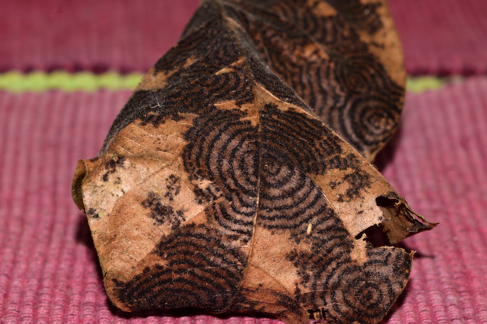 Concentric Circles Leaf Patterns