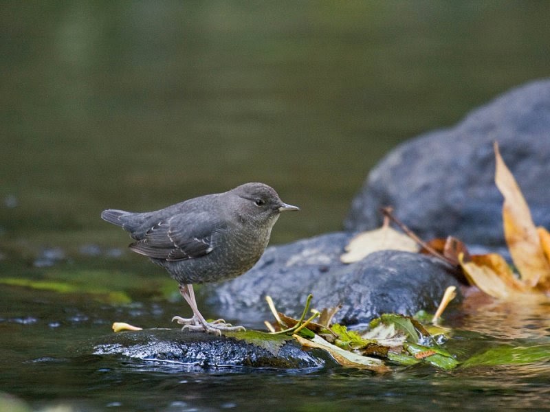 Birding Is Fun!: American Dipper: How the water ouzel got its name