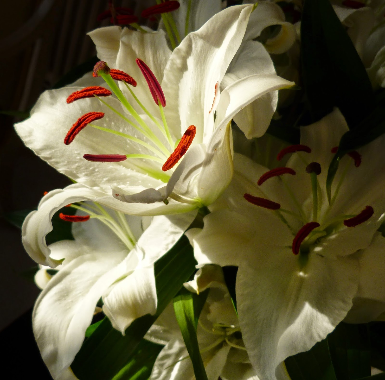 Deborah Lawrenson: Lilies at Christmas