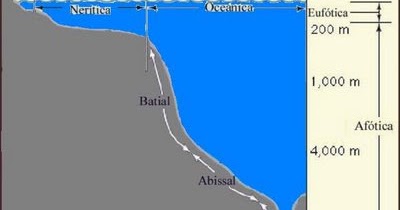 Abisal Adalah - Kamus Biologi Online - Biologi Edukasi: Belajar Sains ...