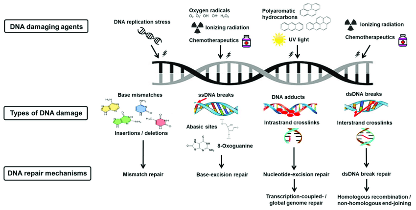 Repair DNA dan Repair Kromosom