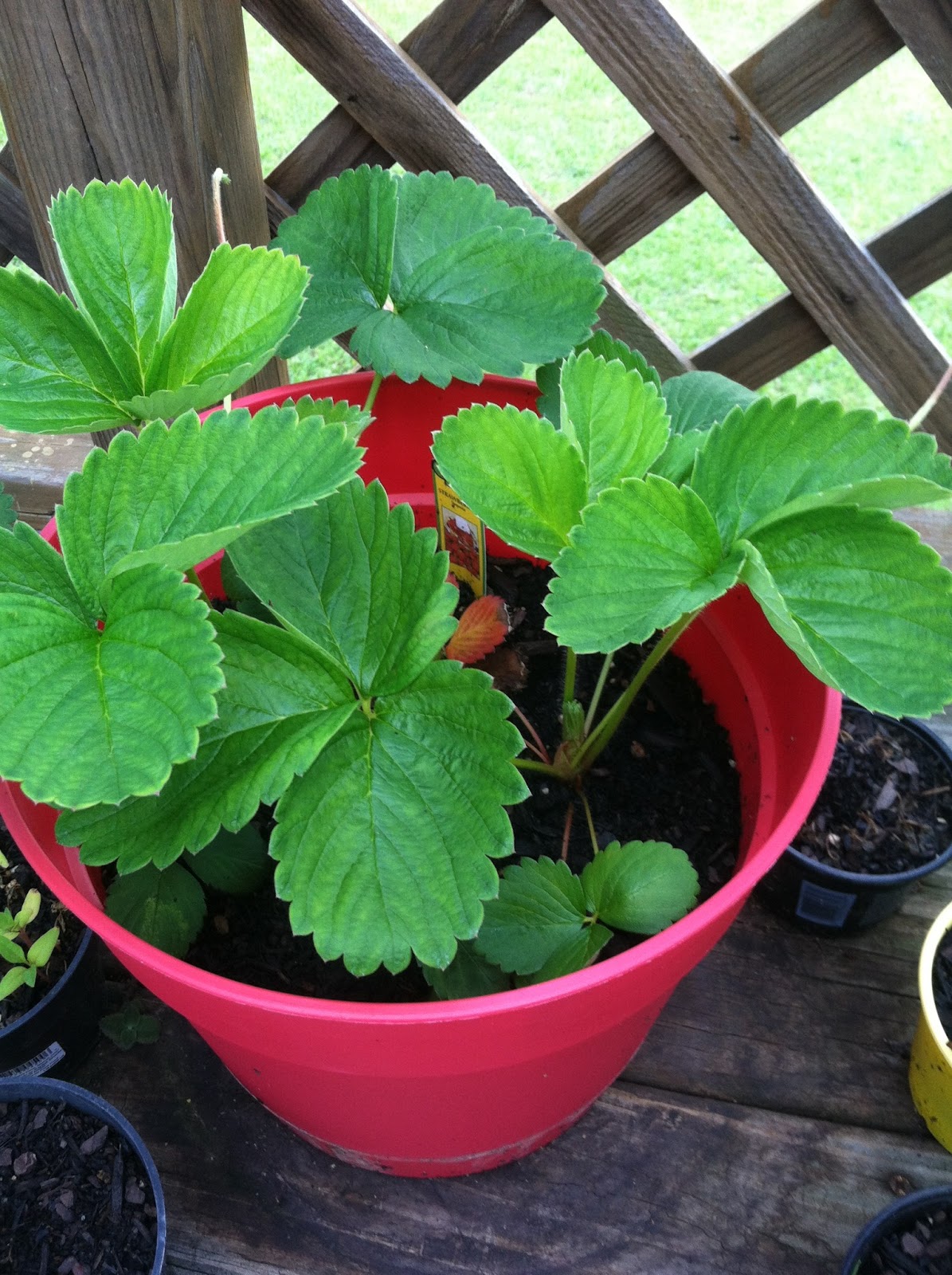 Get inspired with Miracle-Gro's The Gro Project | Mom Files