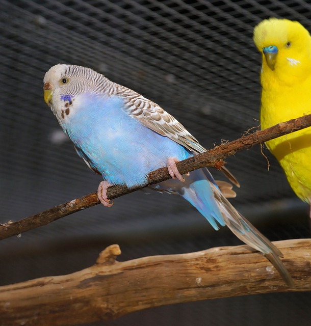 Cages, Nests and Lighting for Budgies