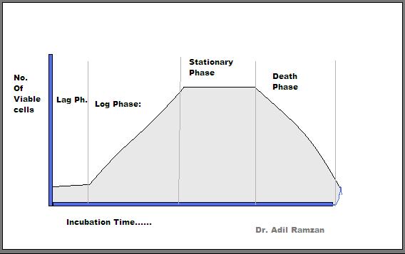Phases Of Bacterial Growth In A Culture Medium: