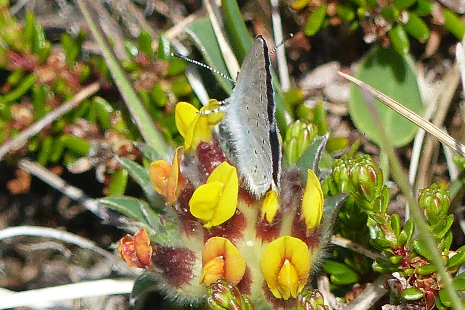 The Memory Wanderer: Insects