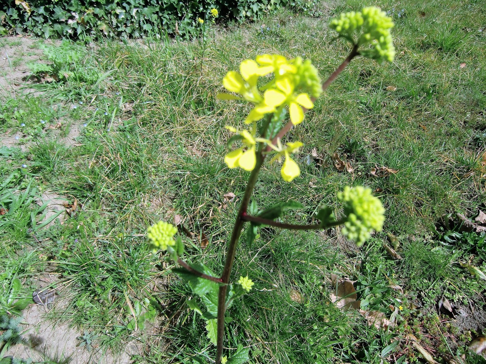 Plantas de Huerta Otea, Salamanca: Nabo silvestre (Brassica rapa susp ...