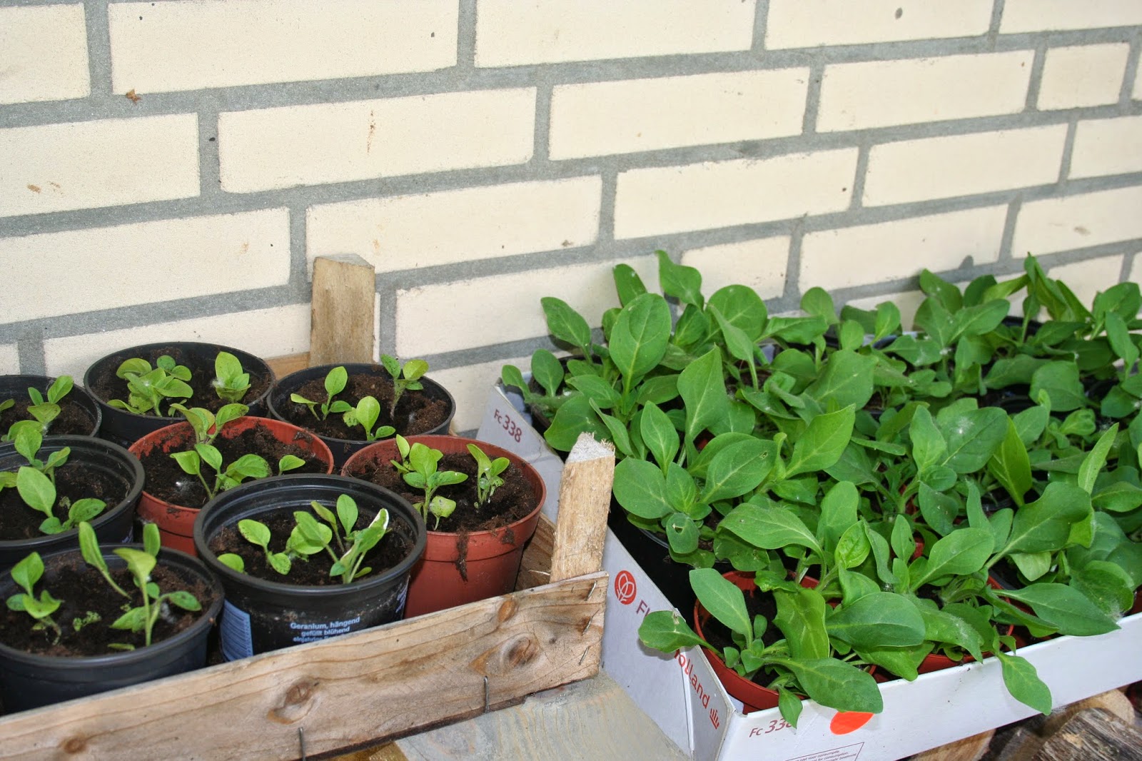 Eenvoudig Leven: Groei en bloei