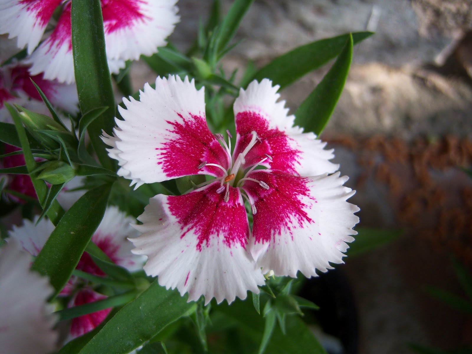 CLAVELLINA o CLAVEL CHINO - BOTÀNIC SERRAT