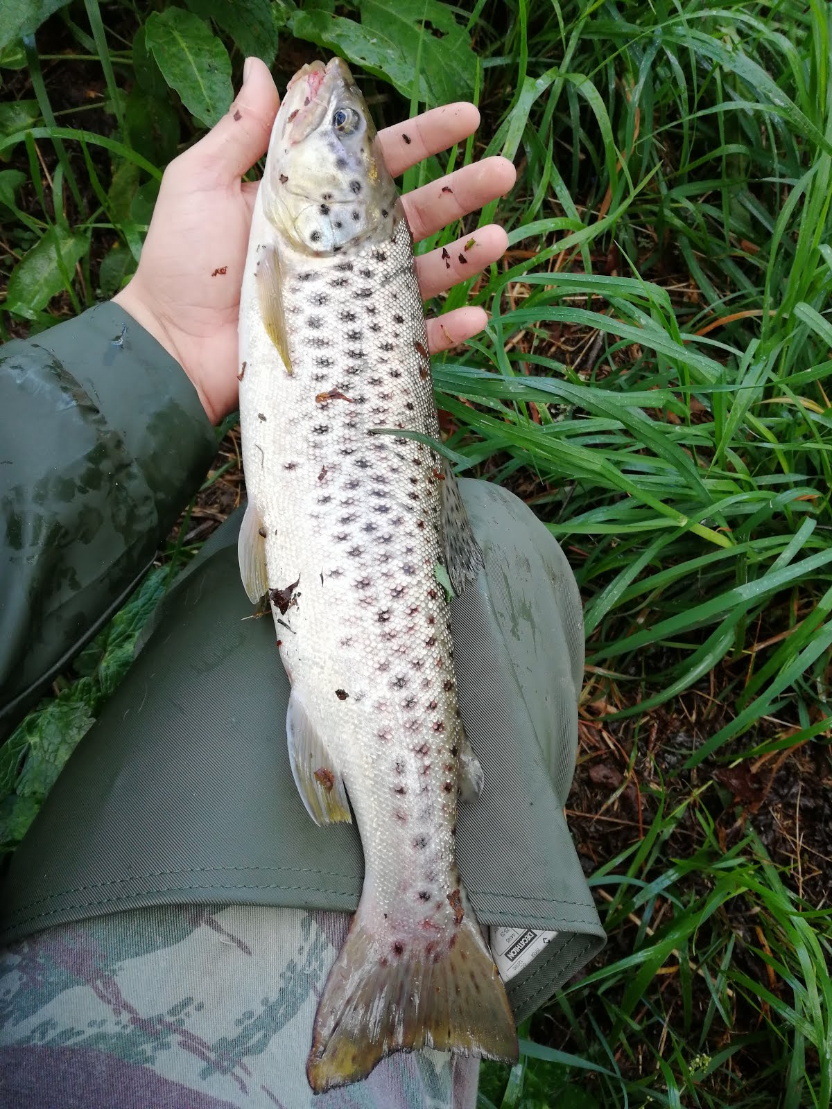 TRUTAS ALTOMINHO: Calendário de pesca em águas salmonídeas