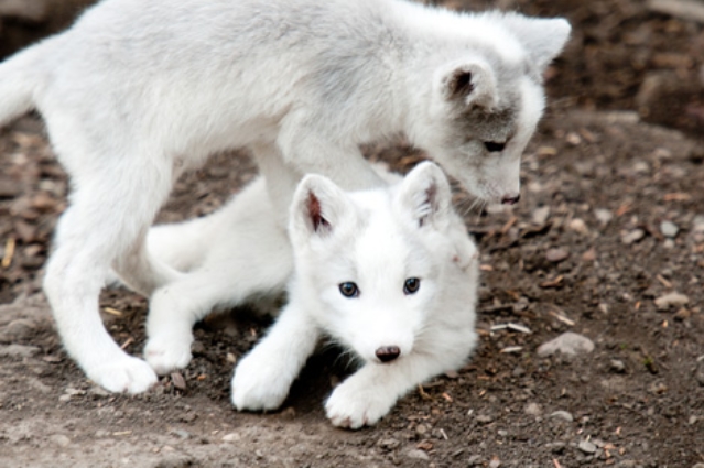 White Wolf : Photographer Takes Heart-Melting Photos Of Young Arctic ...