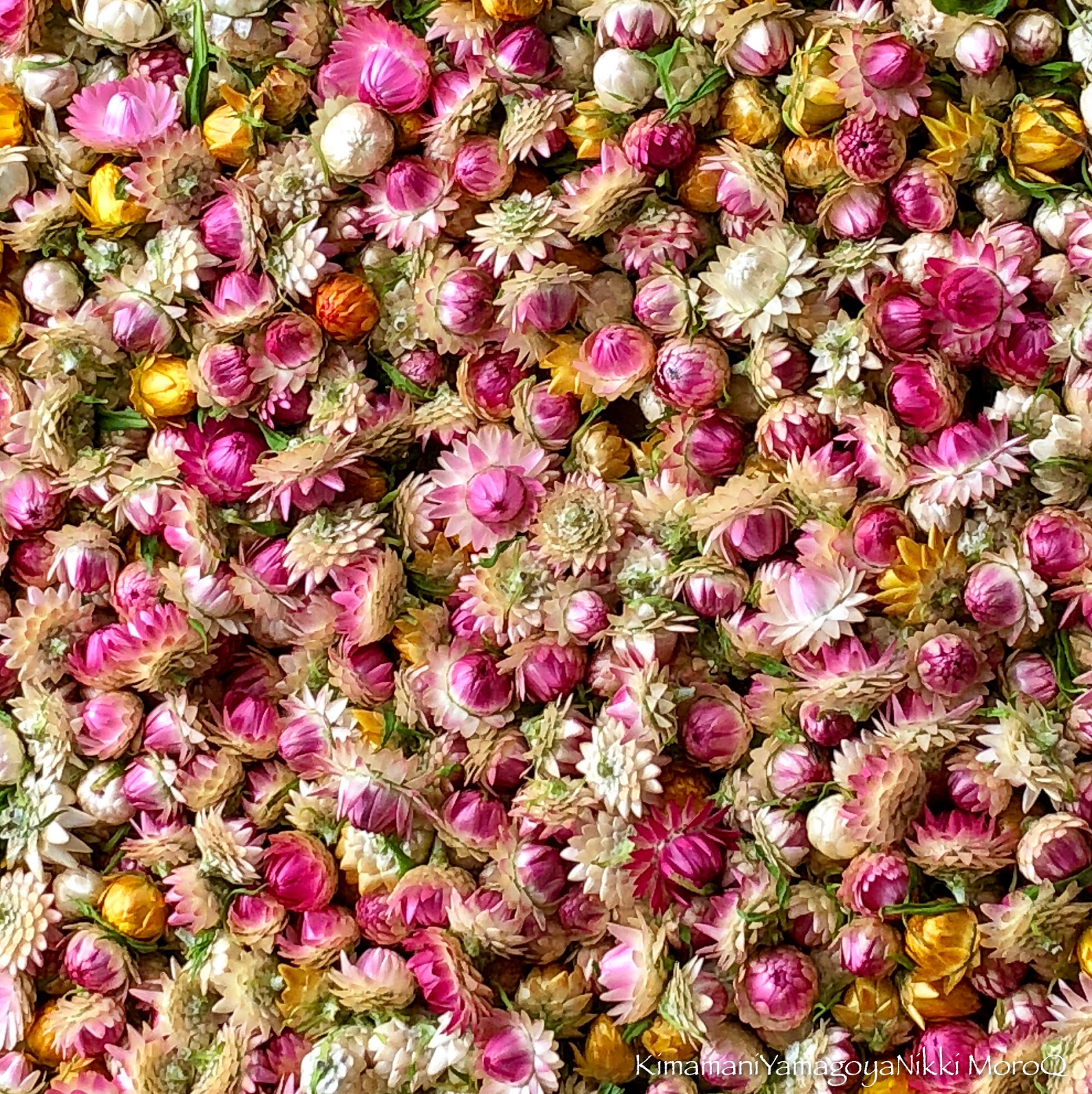 気ままに山小屋日記: 八ヶ岳南麓のお花屋さん Flowers for Lena