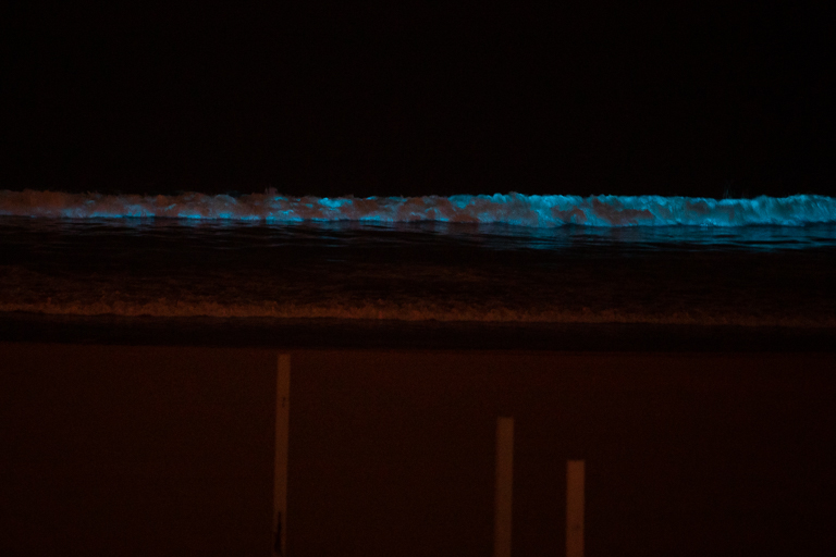 Tales of the Flowers: Bioluminescent Water in the South Bay right now