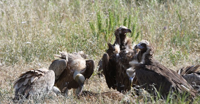 Animal Demography and Ecology Unit: GEDA and Vulture Conservation ...