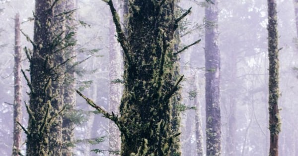 Studying and Observing Nature - NATURE SCIENTIST