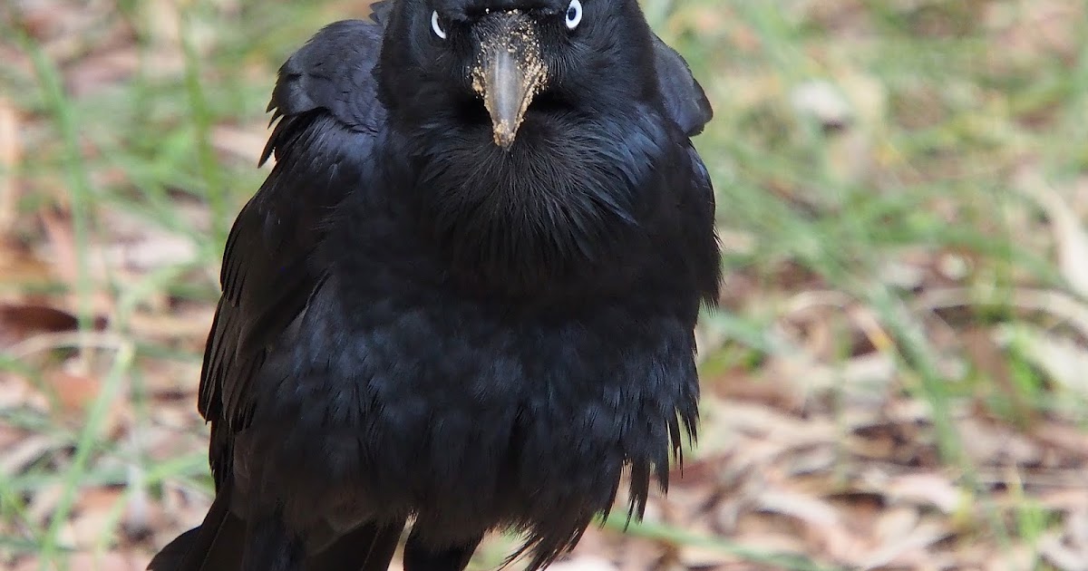 Perth Daily Photo : 'And the crow once called the raven black'..