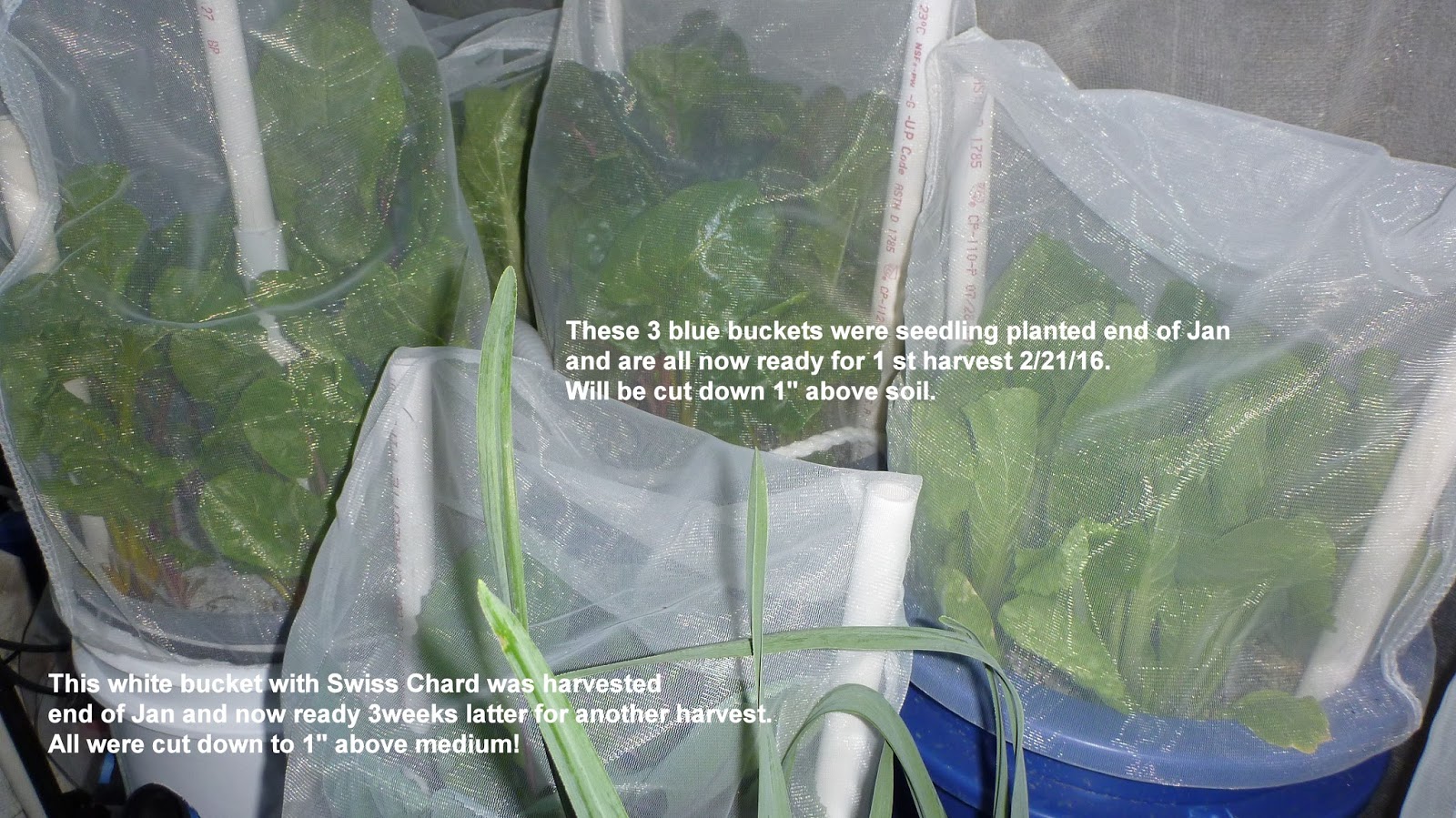 PREPPER PANTRY GARDEN: Basic Dutch Bucket Set Up