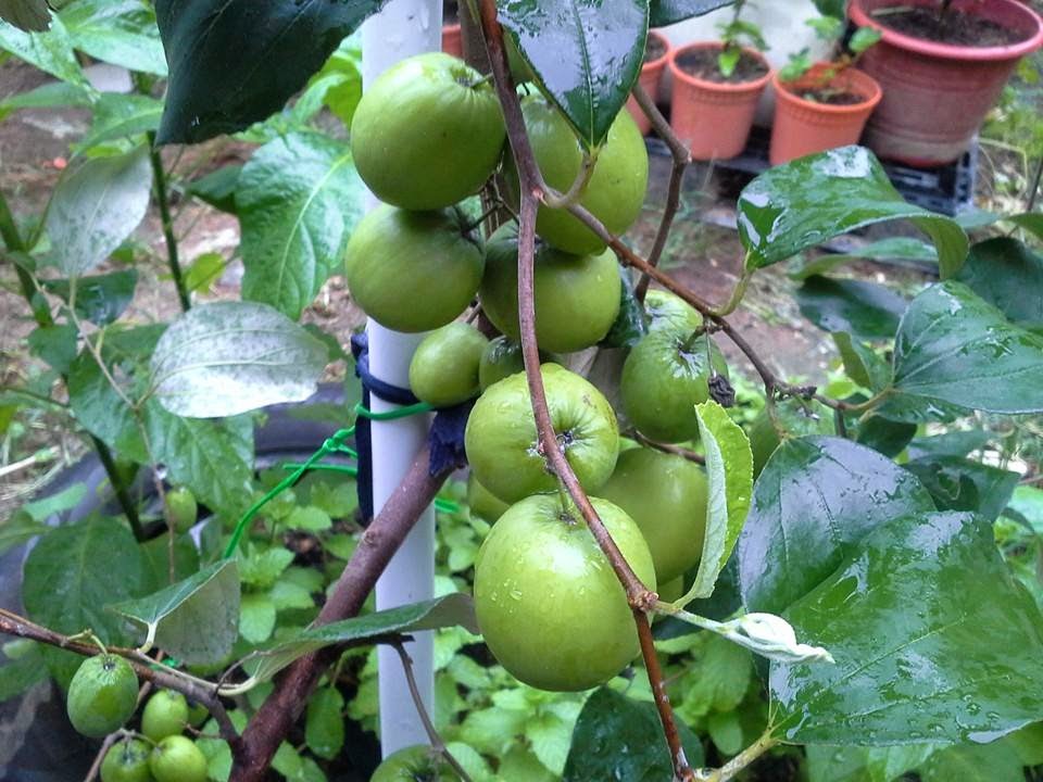 Mini Kebun Belakang Rumah: BUAH BIDARA / APPLE VIETNAM