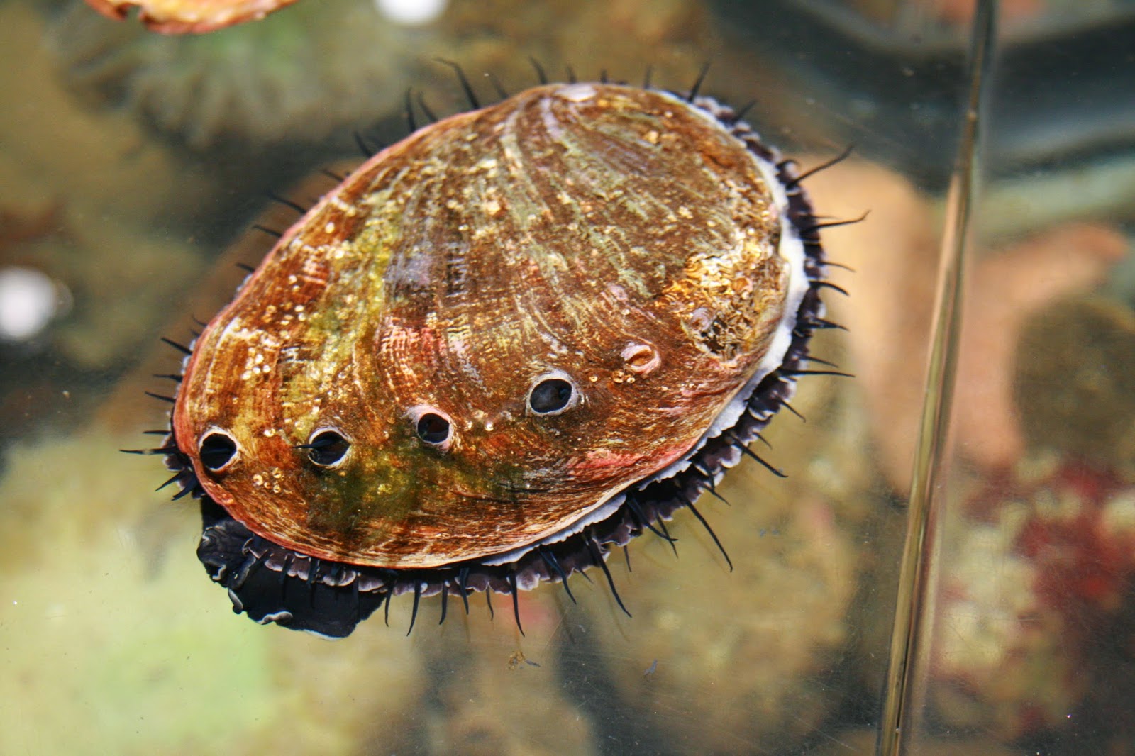 Under Water Animals: Abalone Fish
