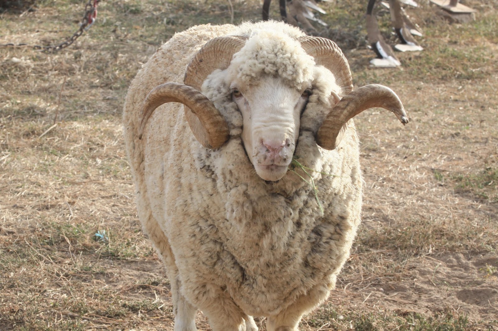 Ilustrados Europeos: Historia del Merino - 5