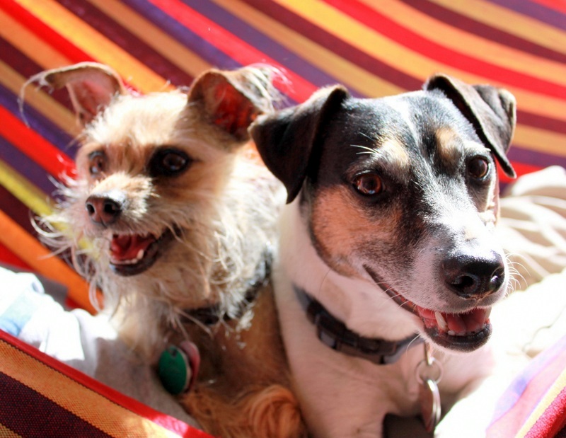 The Greatest Dog Ever, Pica