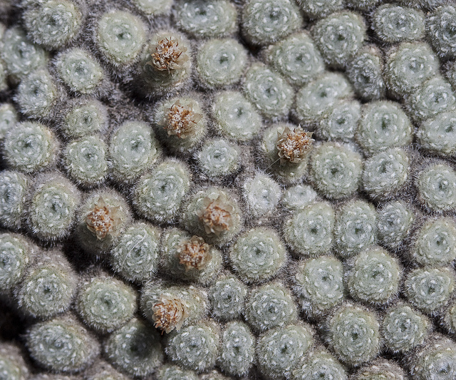 Real Monstrosities: Vegetable Sheep