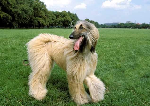 HandMadePeople: Strawberry blond afghan coat