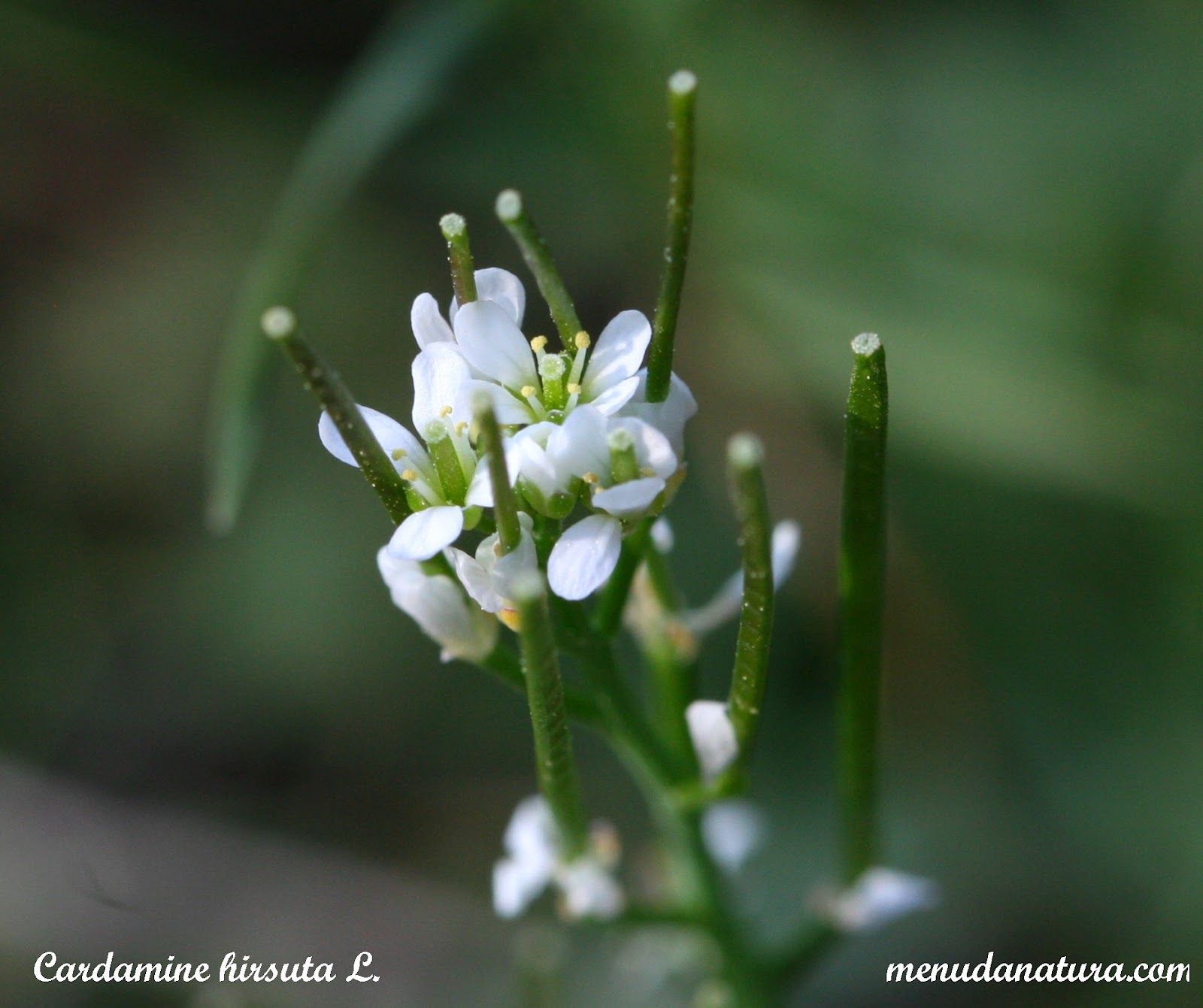 Menuda Natura: Cardamine hirsuta L.