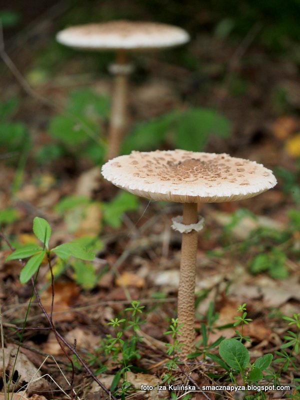 Kanie smażone, marynowane w pomidorach, z warzywami | Smaczna Pyza