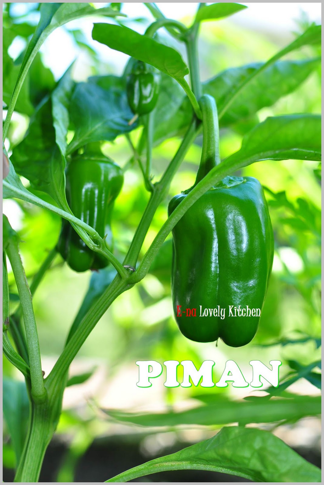 E-NA LOVELY KITCHEN ^_^: Piman