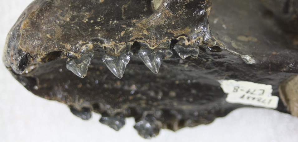 The Coastal Paleontologist: 2015 in review: Advances in marine mammal ...