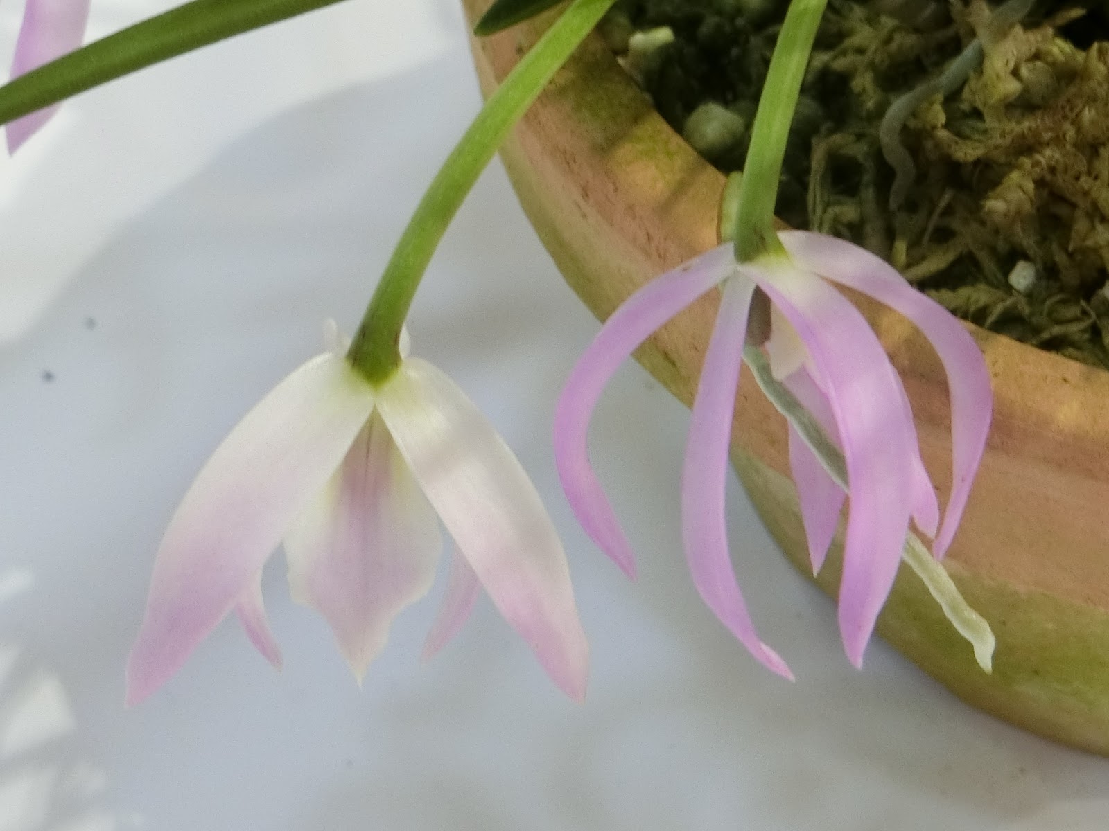 60歳で無職の優雅な日々: レプトテス・スプリング・カラー・リバーヘッド Leptotes Spring Color 'River Head'