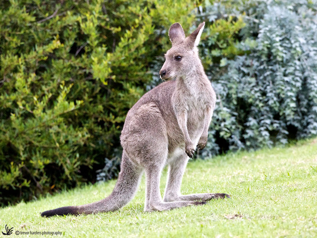 Trevor Harders Nature Photography
