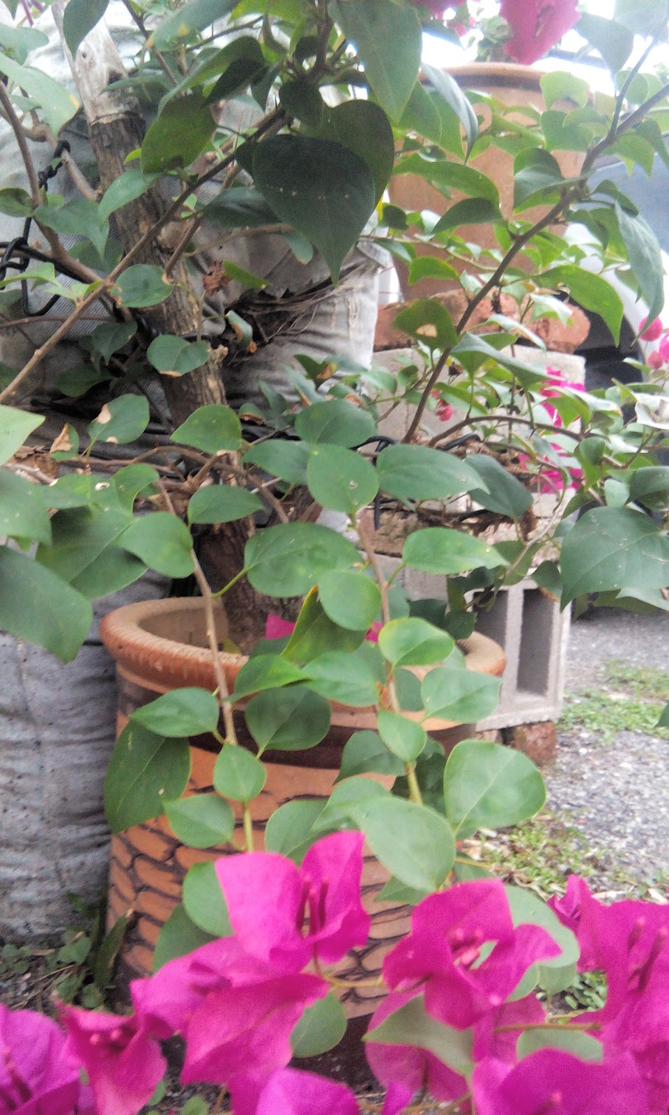 Belajar-Bertanam-tanaman: Bunga Kertas Merah Jambu