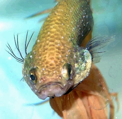 Penyakit dan Parasit pada Ikan