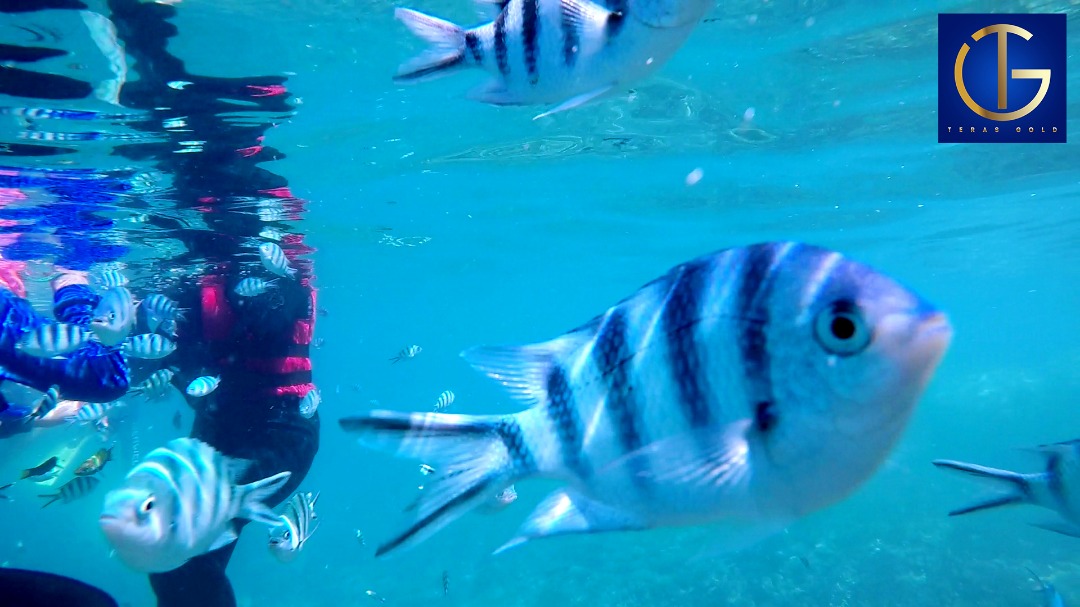 Teras Gold: TRAVELOG DEWI ARIENA BERCUTI DI PULAU PERHENTIAN. TIPS ...