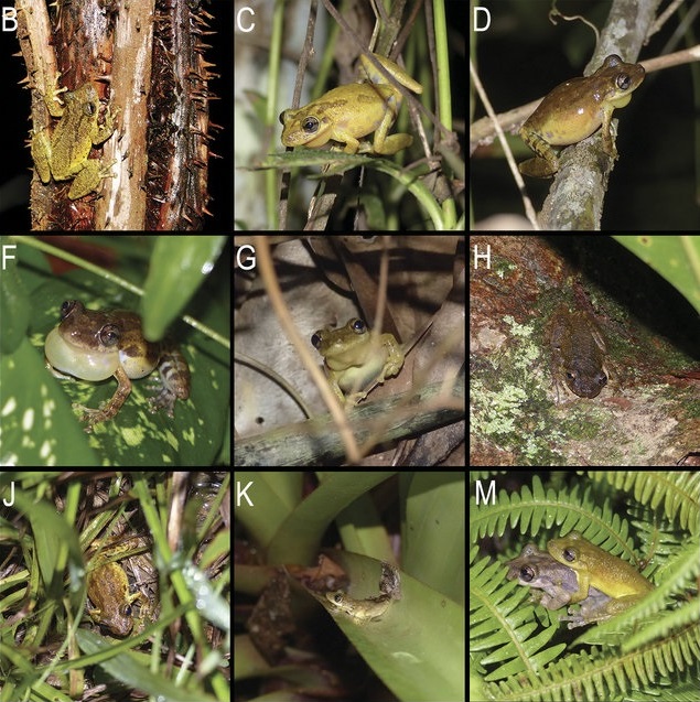 Species New to Science: [Herpetology • 2021] Scinax tropicalia • A New ...