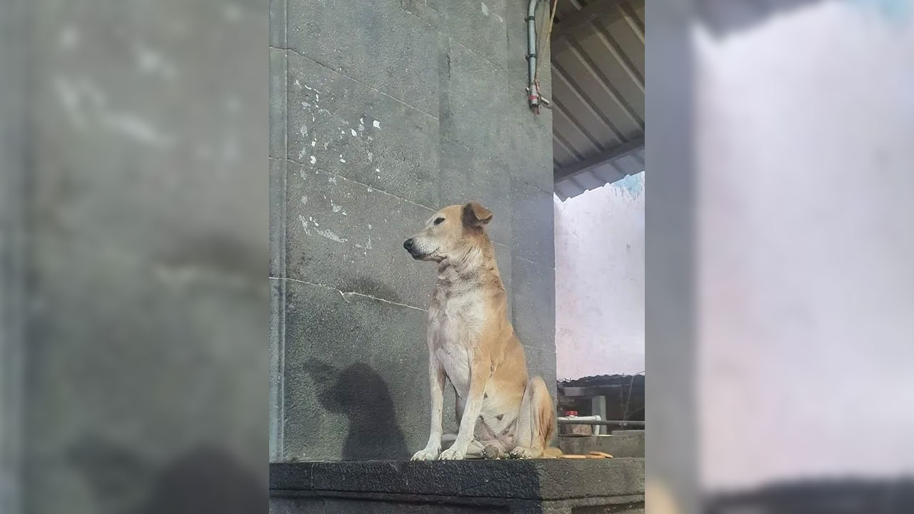 El Parroquiano: Un perro se volvió viral por dar “la bendición” afuera ...