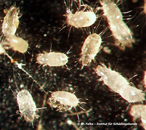 winterspross kocht: INFO: Meine Mehlmilbenplage