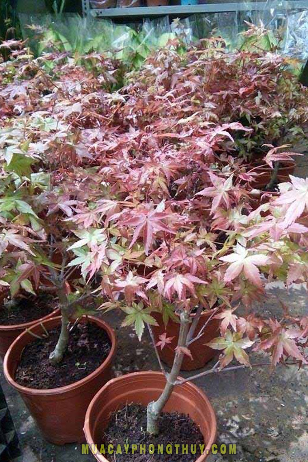 Ý nghĩa của cây phong lá đỏ _ Cây phong lá đỏ mua ở đâu | MUA CÂY PHONG ...