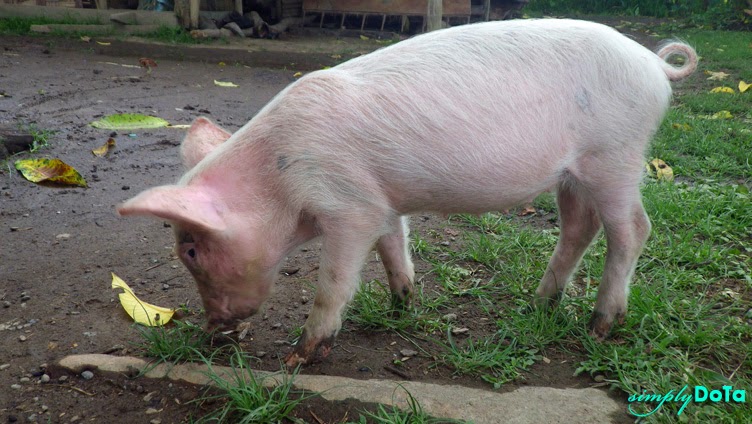 Walang Basagan Ng Trip: Baboy