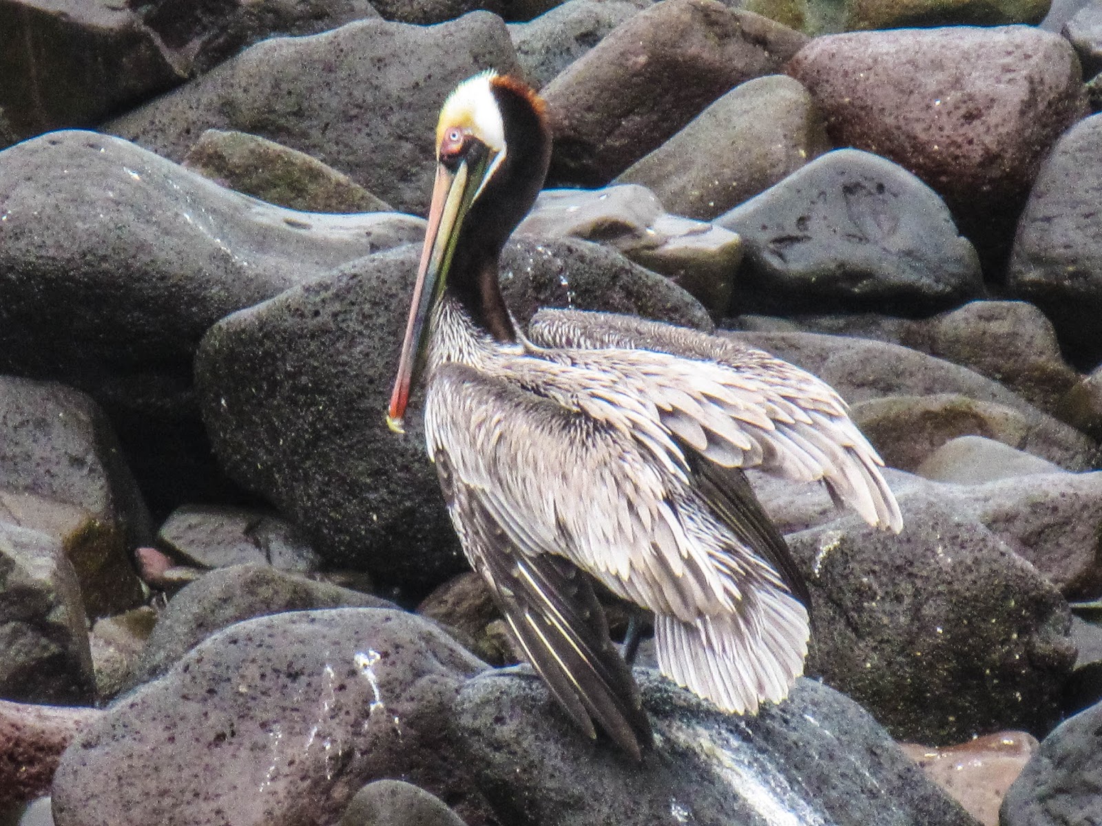 Cannundrums: California Brown Pelican II