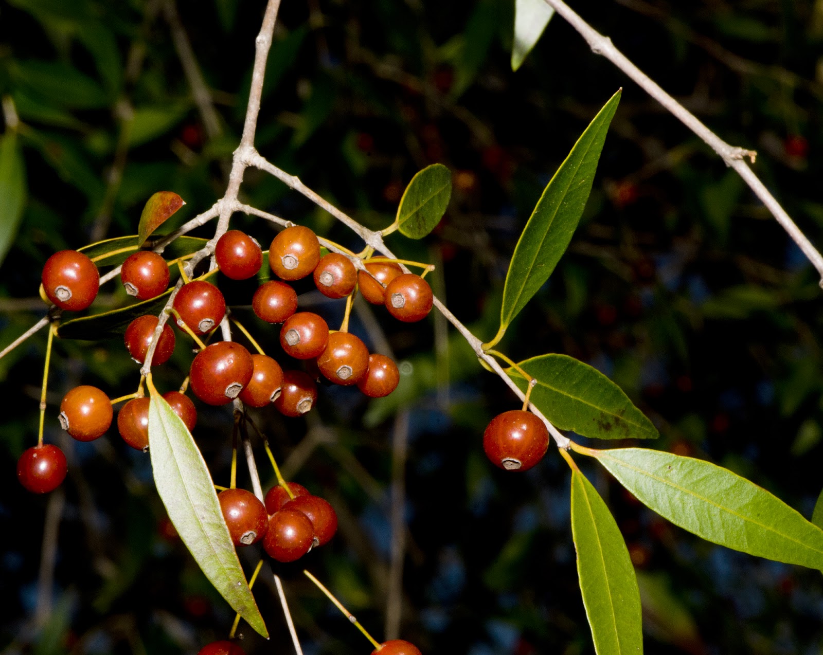 FOTOGRAFIAS DE LA FLORA AUTOCTONA DEL URUGUAY: ARRAYAN