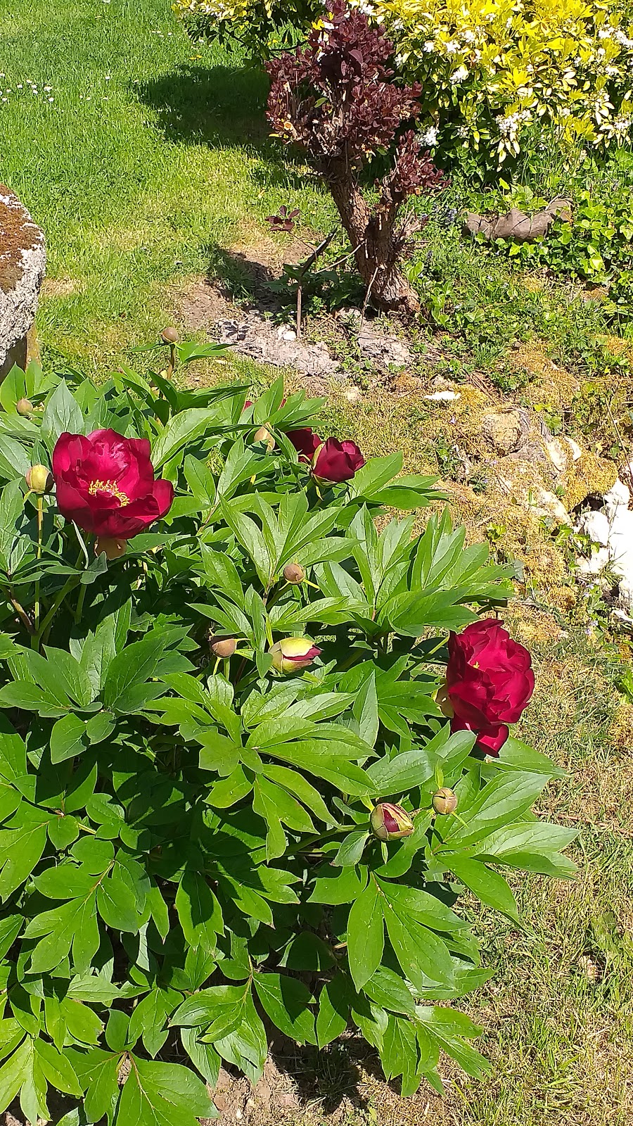 Le jardin de la Folêterie: Pivoines arbustives....