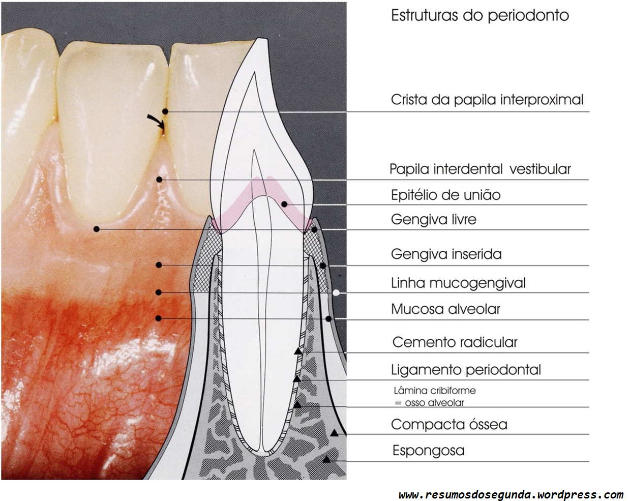 UNIVERSODONTO: Abril 2015