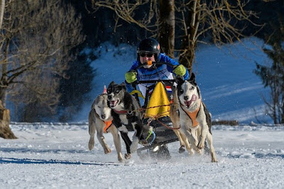 Kelly's Classroom Online: Fun Facts About Sled Dogs
