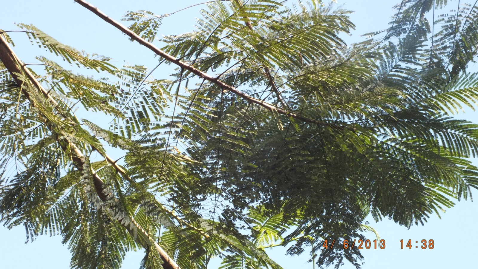 Photography with Dr. Ernie.: Fire tree flowers, poinciana, delonix regia
