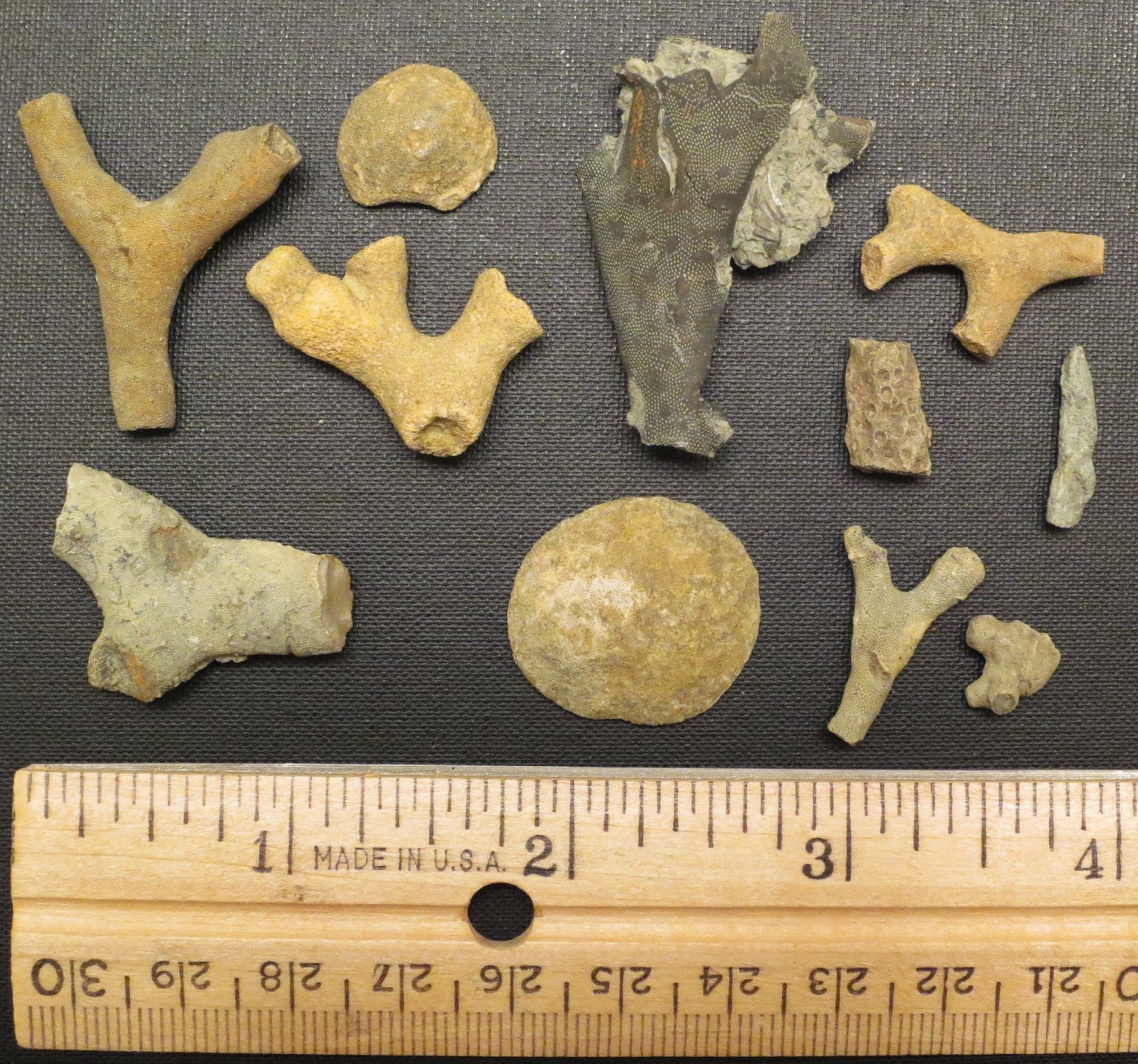 Encrusting Bryozoan Fossil